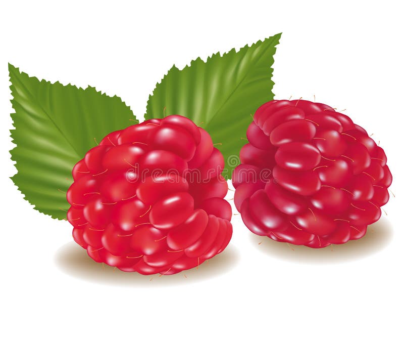 Framboises Stock Illustrations, Vecteurs, & Clipart – (8,794 Stock ...