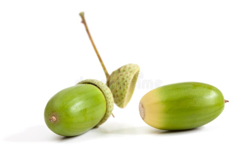 Deux Fruits Verts De Gland. Photo stock - Image du fermer, fond: 16063008