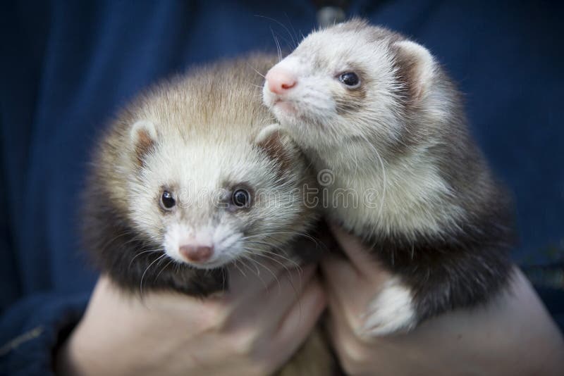 Furets D'animal Familier Retenus Par Le Femme Caucasien. Image stock ...