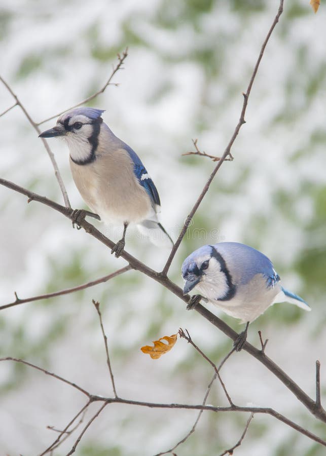 Deux geais bleus image stock. Image du griffes, raies - 28448863