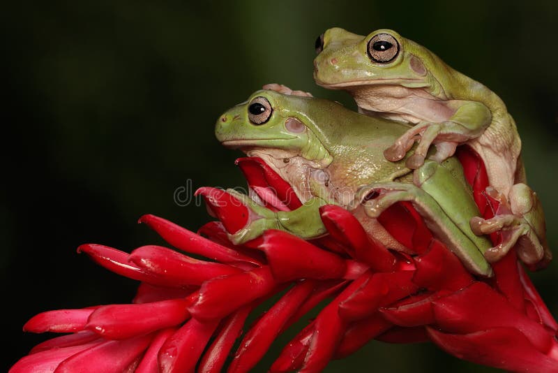 Deux Grenouilles Muettes Litoria Caerulea Reposant Sur Une Fleur ... Deux Grenouilles Muettes Litoria Caerulea Reposant Sur Une Fleur ...