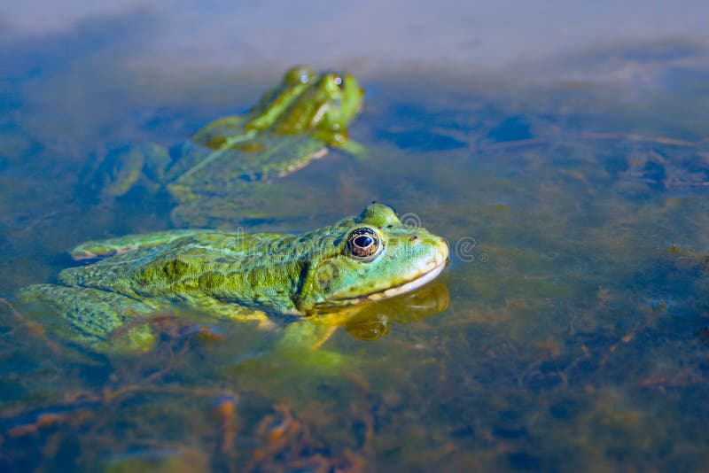 Deux grenouilles vertes image stock. Image du vert, tropical - 11262721 Deux grenouilles vertes image stock. Image du vert, tropical - 11262721