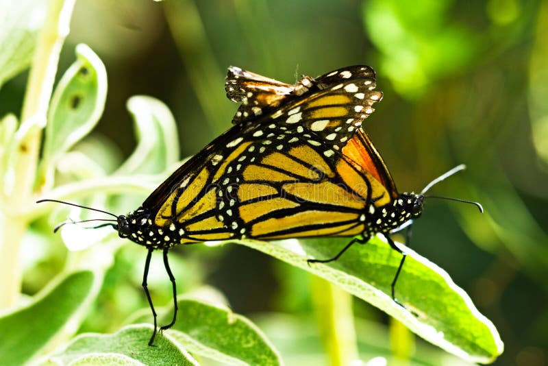 Accouplement D'un Couple De Papillon De Monarque En Guadeloupe Photo ...