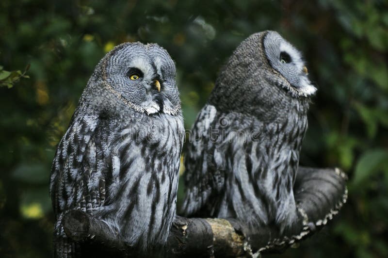 Deux hiboux photo stock. Image du rapace, oiseau, nature - 16531118