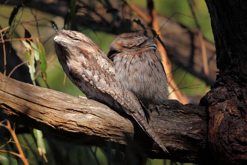 Deux Hiboux De Tawny Frogmouth Image stock - Image du paire, habitat ...