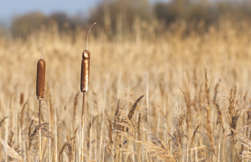 Deux joncs photo stock. Image du jaune, centrale, roseau - 32297972