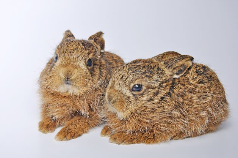 Levraut image stock. Image du sauvage, lièvres, européen - 35855429