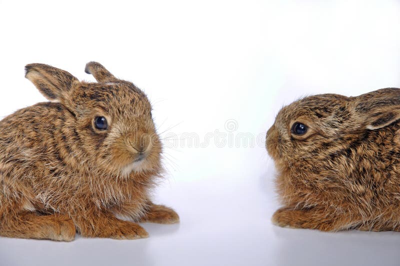 Levraut image stock. Image du sauvage, lièvres, européen - 35855429
