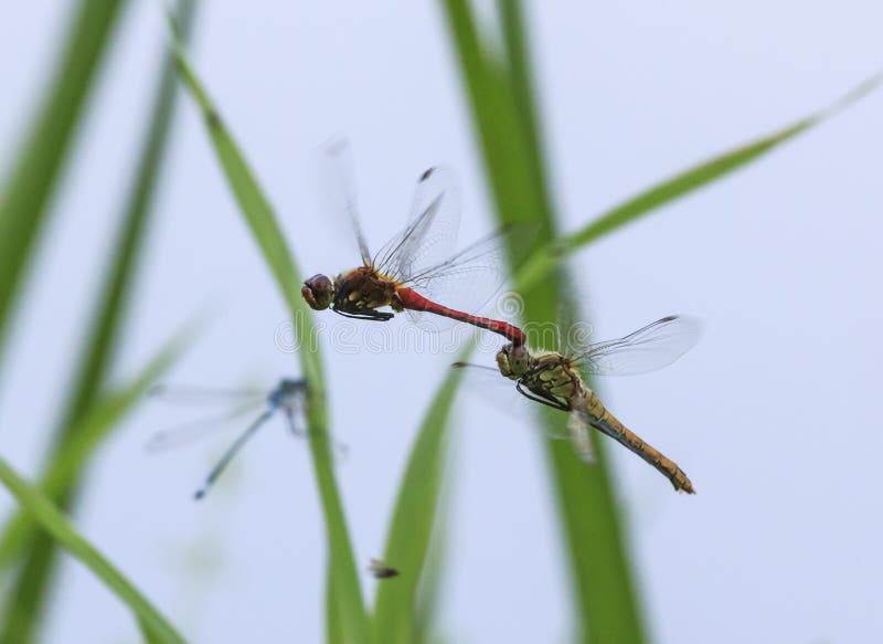 Deux Libellules Rouges Joignant En Vol Image stock - Image du ...
