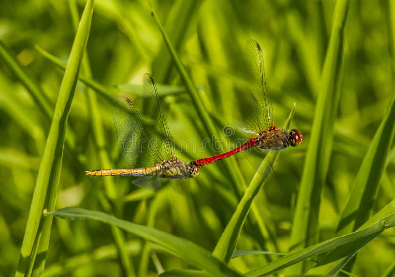 Deux Libellules Rouges Joignant En Vol Image stock - Image du ...