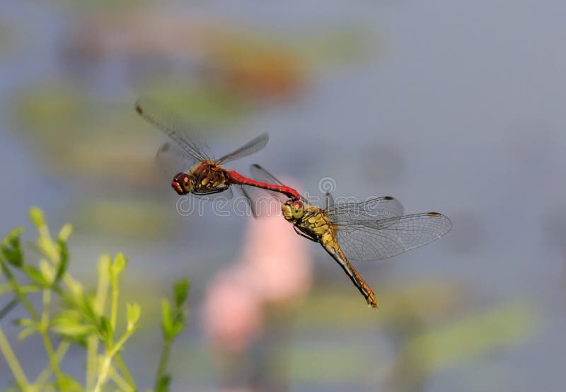Deux Libellules Rouges Joignant En Vol Image stock - Image du ...