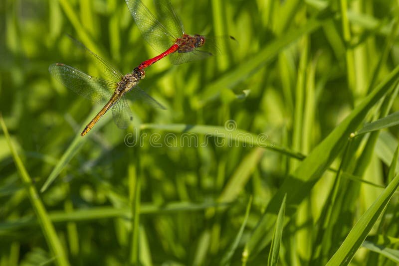 Deux Libellules Rouges Joignant En Vol Image stock - Image du ...