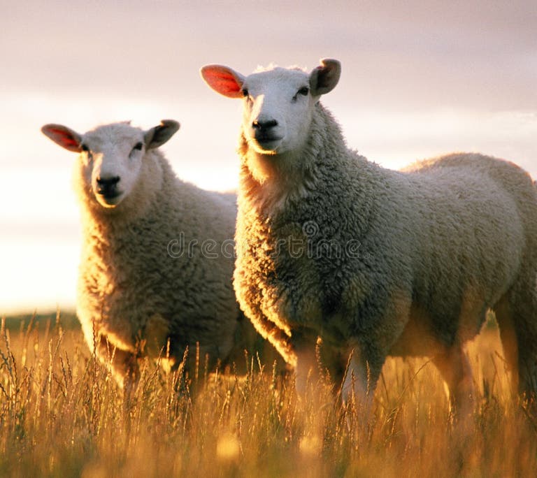 323,699 Photos de Moutons Du - Photos de stock gratuites et libres de ...