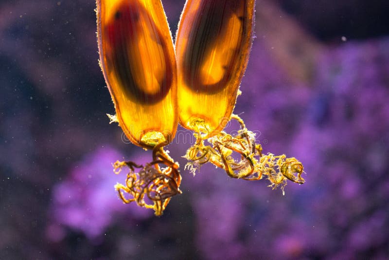 Oeufs de requin image stock. Image du requins, clair - 39119929