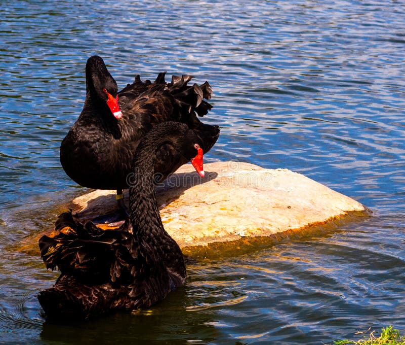 Oie noire image stock. Image du noire - 12183241