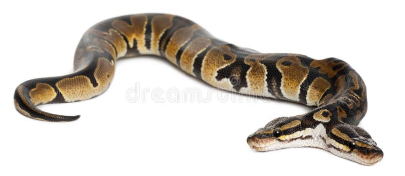 Le Python Royal D'isolement Sur Le Fond Blanc Image stock - Image du ...
