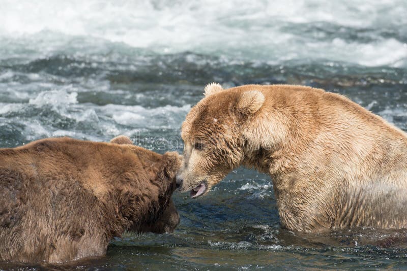 Ours Brun D'Alaska Mangeant Des Saumons Image stock - Image du saumons ...