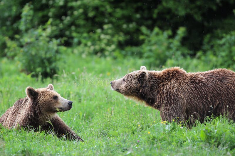 Tiens Les Oursons Dans La Forêt Image stock - Image of animal, faune ...