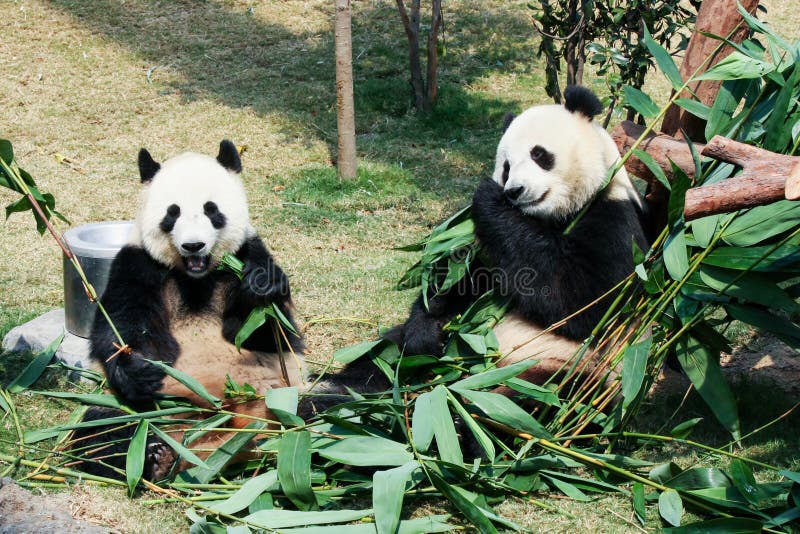 Deux Pandas Rouges Mignons Mangeant Le Bambou Photo stock - Image du ...