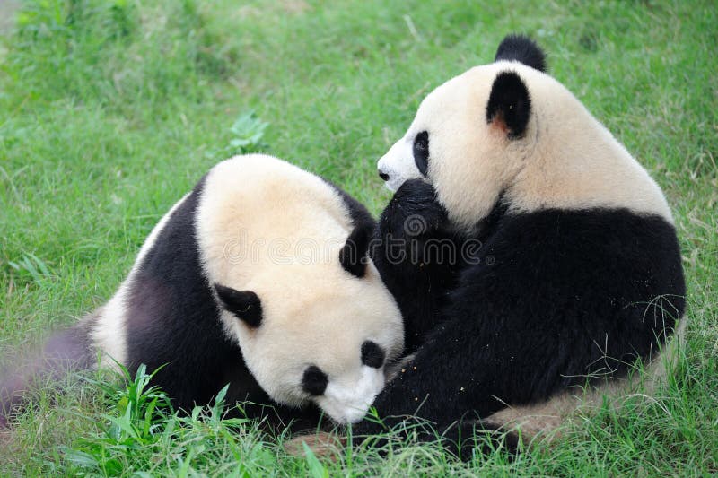 Deux pandas mignons image stock. Image du chengdu, lames - 25431897