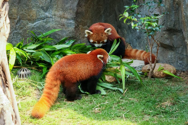 Deux Pandas Rouges Mignons Mangeant Le Bambou Photo stock - Image du ...