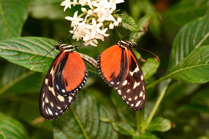 Deux Papillons De Accouplement Photo stock - Image du jardins ...
