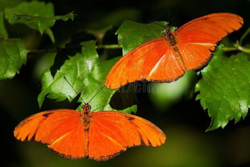 Deux Papillons Oranges Dans La Maison De Papillon Photo stock - Image ...