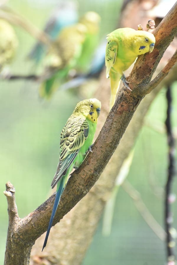 Perruches Sauvages Hyde Park London Photo stock - Image du oiseaux ...