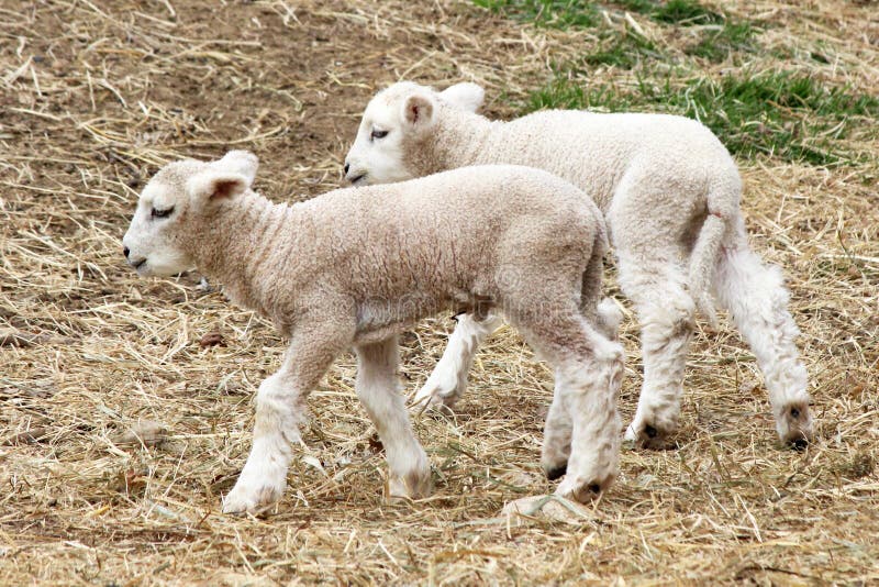 Deux Petits Agneaux Dans Le Domaine Image stock - Image du ressort ...