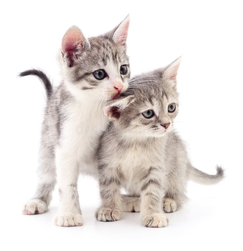 Deux petits chatons image stock. Image du petit, domestique - 86457767