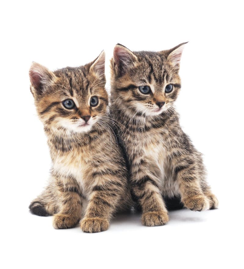 Deux petits chatons image stock. Image du beauté, jeune - 96607167
