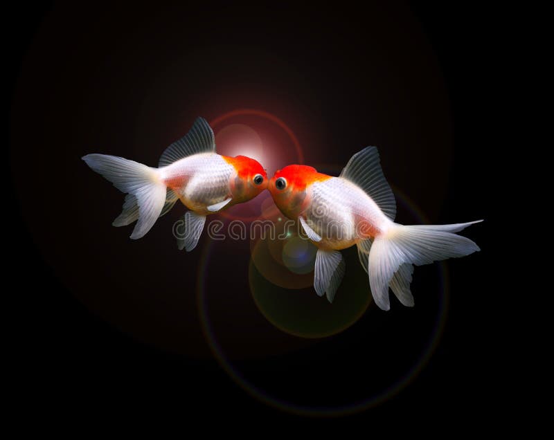 Deux Poissons Rouges D'isolement Photo stock - Image du rouge, poissons ...