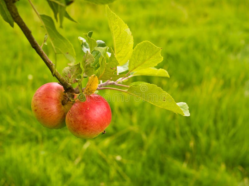 Pommes de fruit rouges image stock. Image du végétarien - 13983963