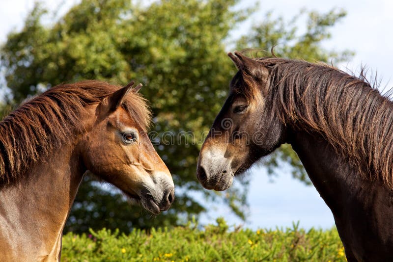 Deux poneys d'exmoor image stock. Image du exmoor, poneys - 13848599