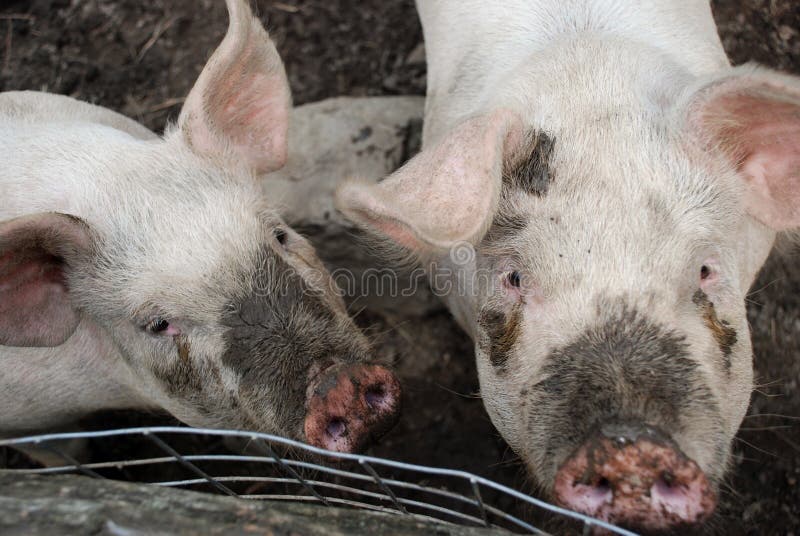 Porcs de accouplement photo stock. Image du truie, porc - 2869398