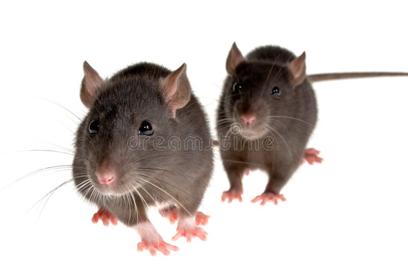 Rat photo stock. Image du thèmes, arrière, museau, animaux - 10815786
