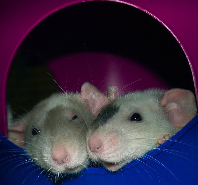 Rats blancs photo stock. Image du fourrure, fermer, studio - 24147556