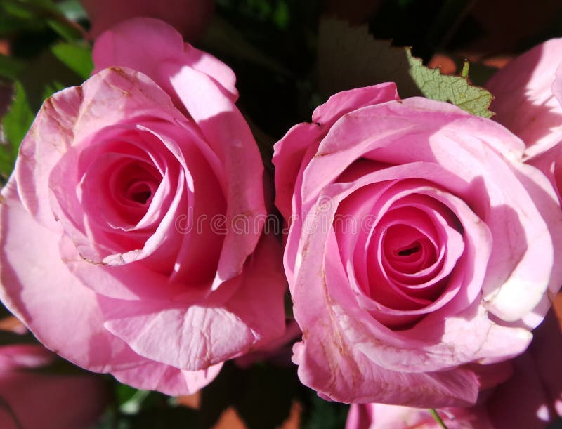 Deux roses roses photo stock. Image du valentine, couleur - 17223102