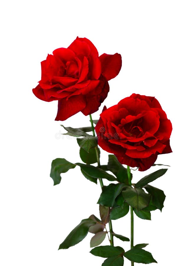 Deux roses image stock. Image du romantique, fond, anniversaire - 16352899