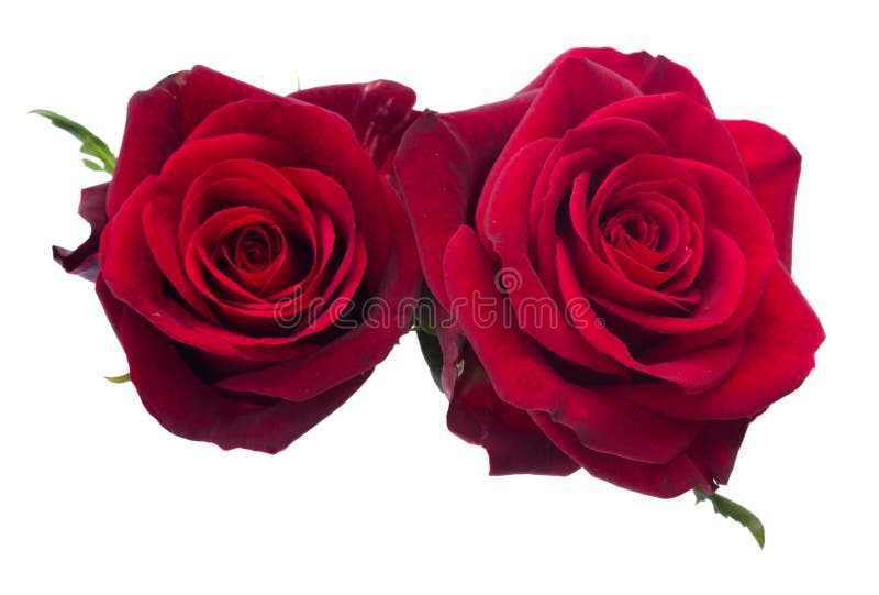 Deux roses rouge foncé photo stock. Image du cadeau - 36880442