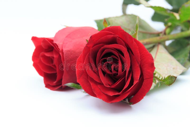 Deux Roses Rouges D'isolement Sur Le Fond Blanc Image stock - Image du ...