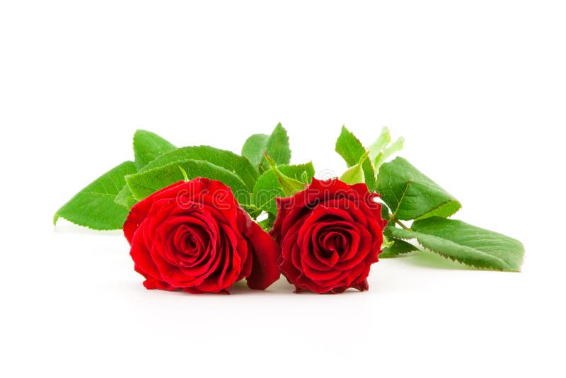Deux Roses Rouges Sur Un Fond Blanc Photo stock - Image du désir, amour ...