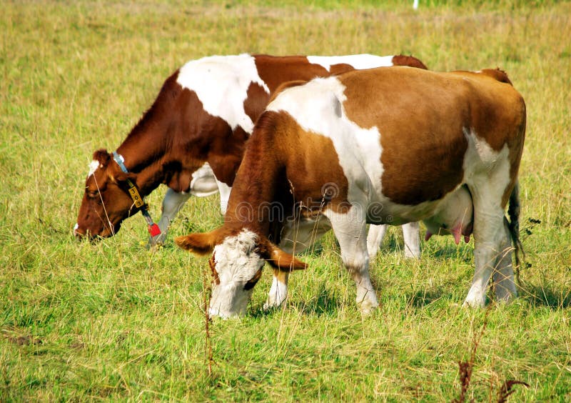 Deux vaches photo stock. Image du ferme, lait, blanc, vache - 122684