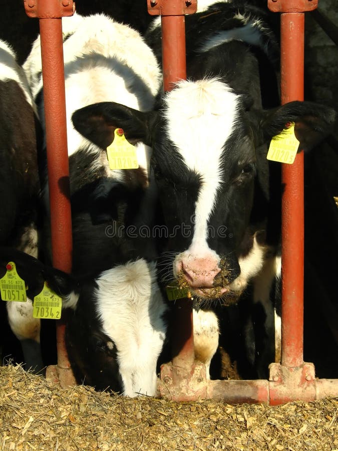 Deux Vaches Mangeant Du Fourrage Image stock - Image du merveille ...