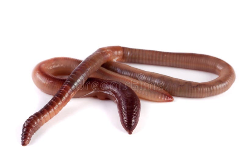 Deux Vers De Terre D'isolement Sur Le Fond Blanc Photo stock - Image du ...