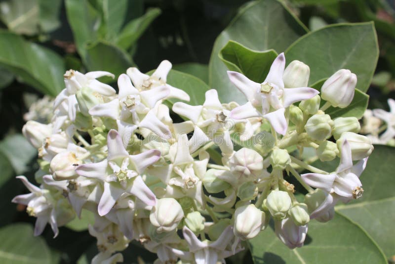 Rui flowers stock image. Image of shot, close, flowers - 93227431