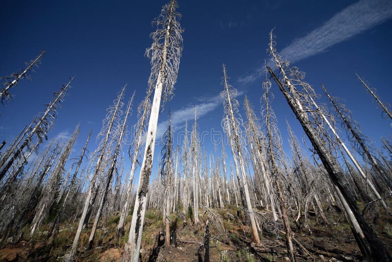 Devastado por Fire foto de archivo. Imagen de verano, crecimiento - 3087846