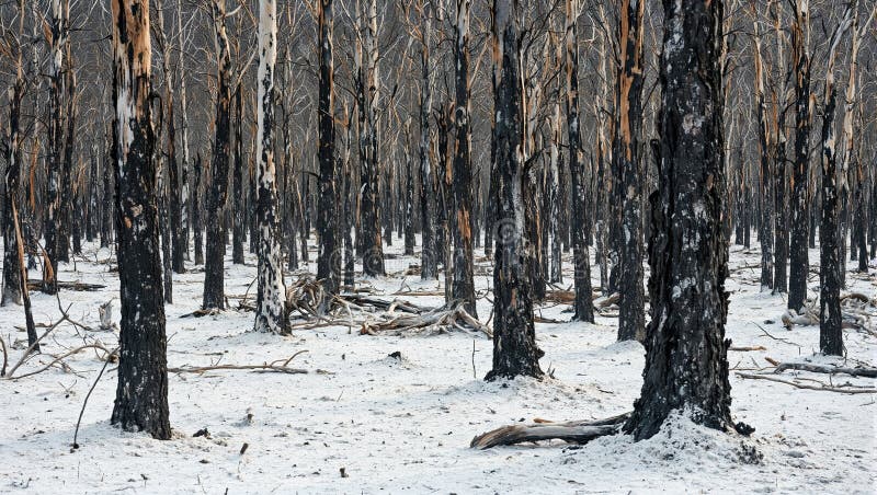 Devastated Forest with Charred Trees and Animal Tracks in Ash Stock ...