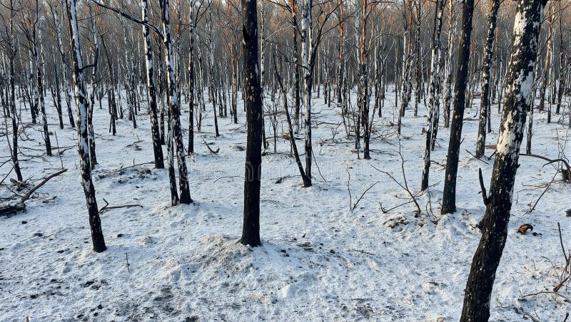 Devastated Forest with Charred Trees and Animal Tracks in Ash Stock ...