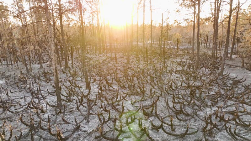 Devastated Forest Ground Covered with Ash Layer and Charred Dead ...